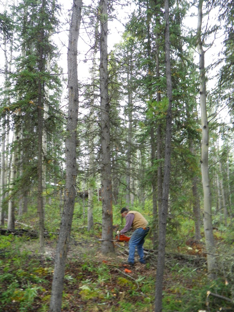 Bucheron à Whitehorse | Lucie & Vincent au Canada